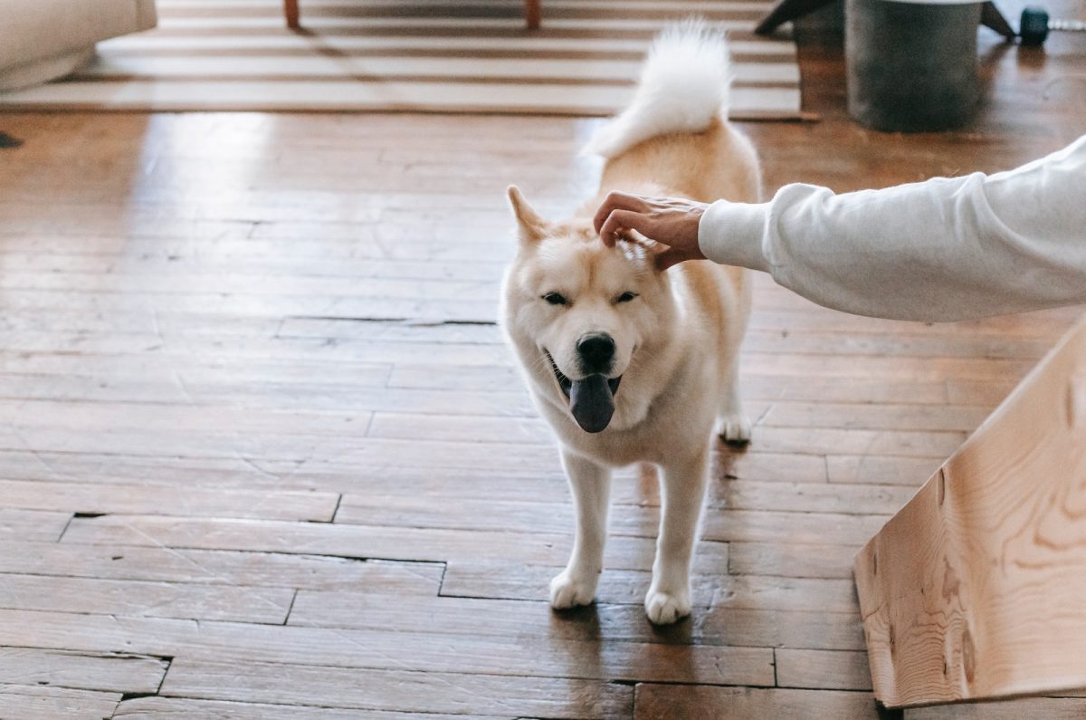 Akita Growth Chart 101: What To Expect?