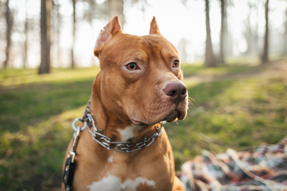 Is A Mountain Cur Pitbull Mix A Reliable Dog Breed?