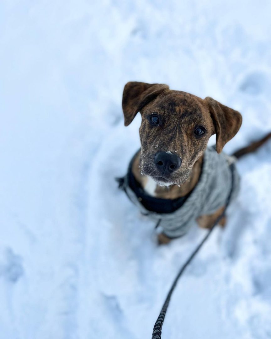 A Guide To The Unique Plott Hound Pitbull Mix