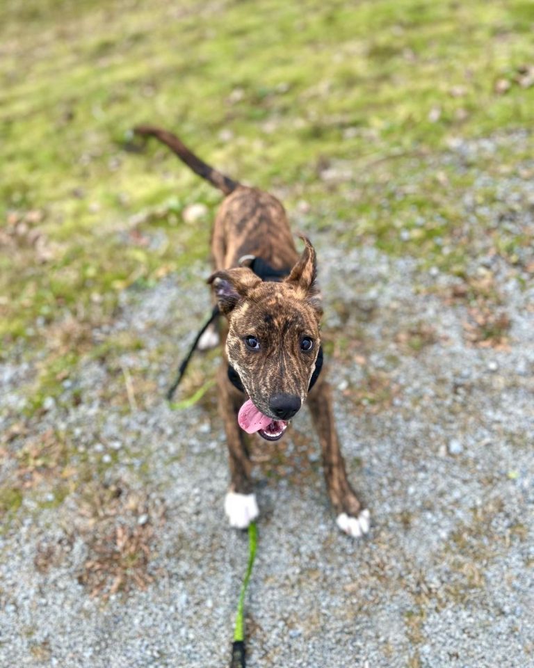 A Guide To The Unique Plott Hound Pitbull Mix