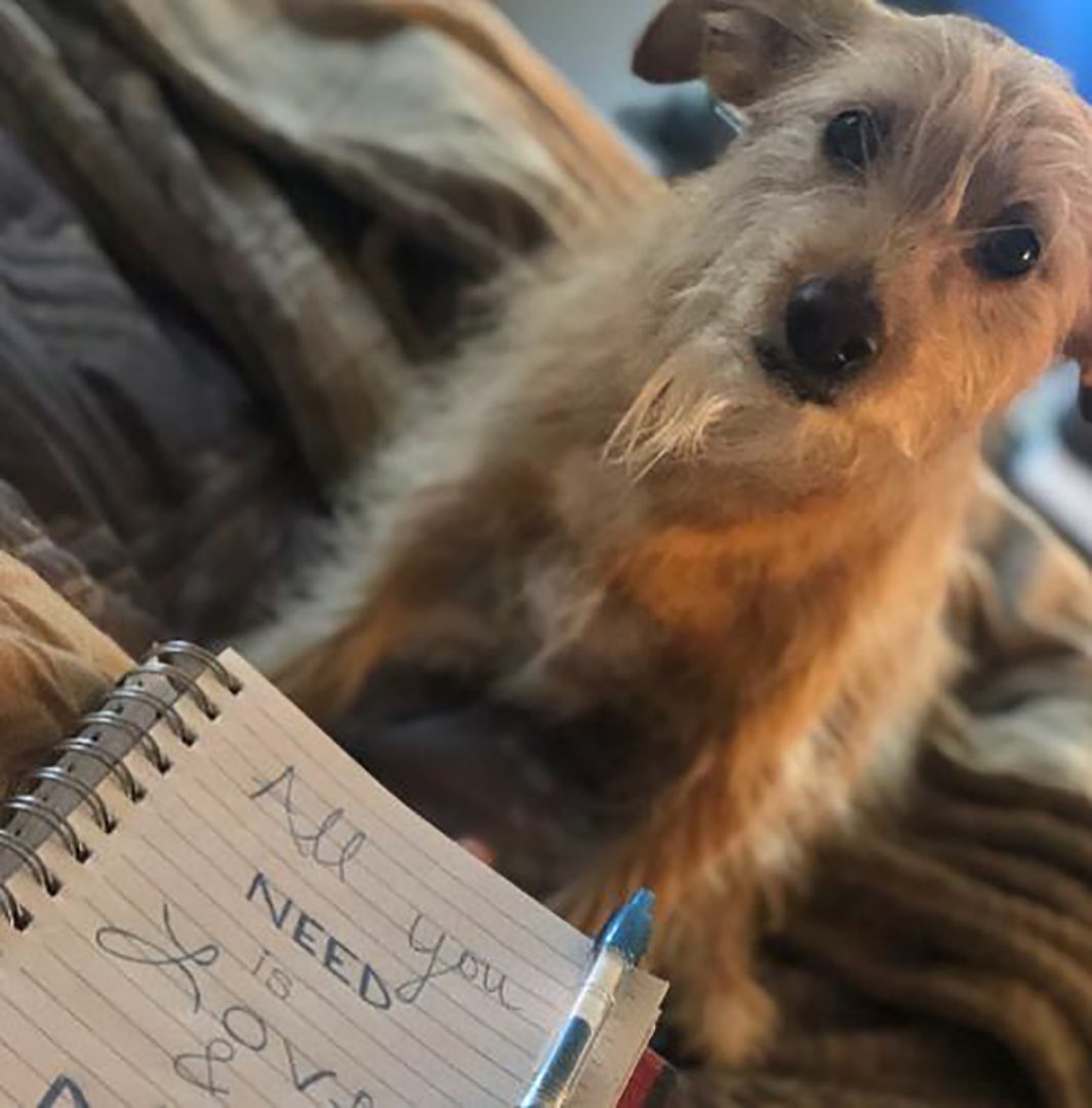 23 Most Interesting Basenji Mixes — It’s Yodel Time