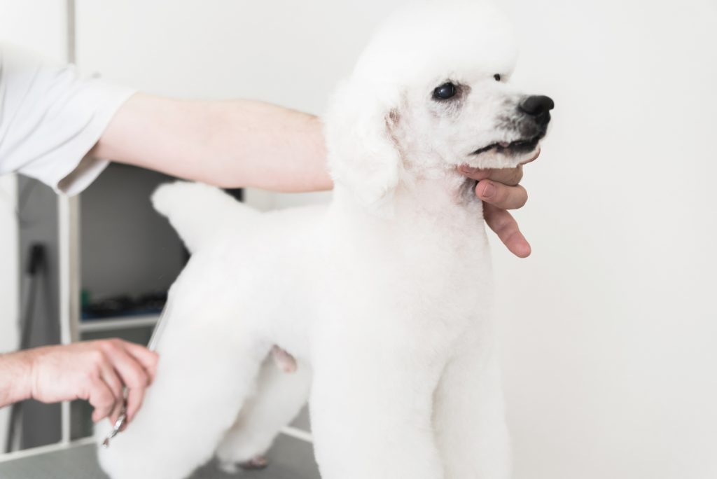 17 Poodle Breeders In California - Best Golden State Breeders