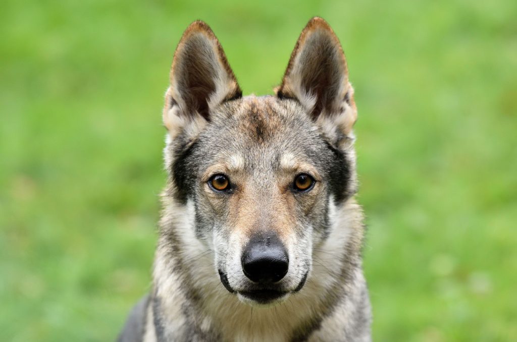 9 Best Wolfdog Breeders In The U.S.