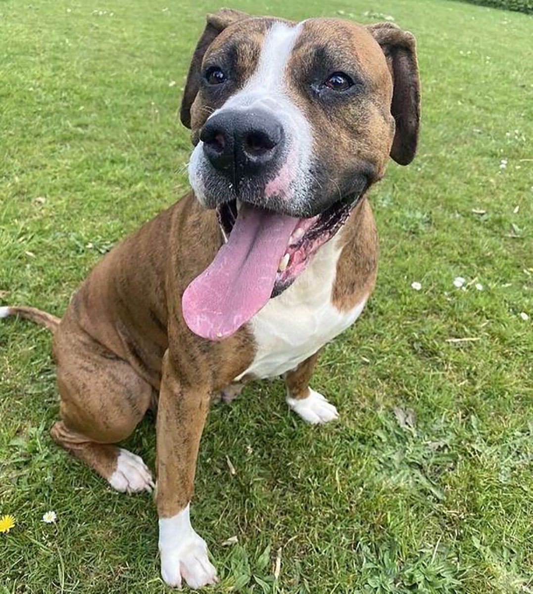 Pitbull Mix With Presa Canario