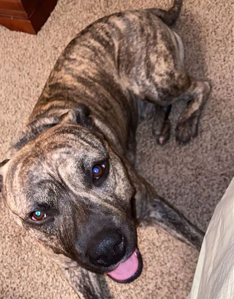 Presa Canario Pitbull Mix - The Scariest Guard Dog?