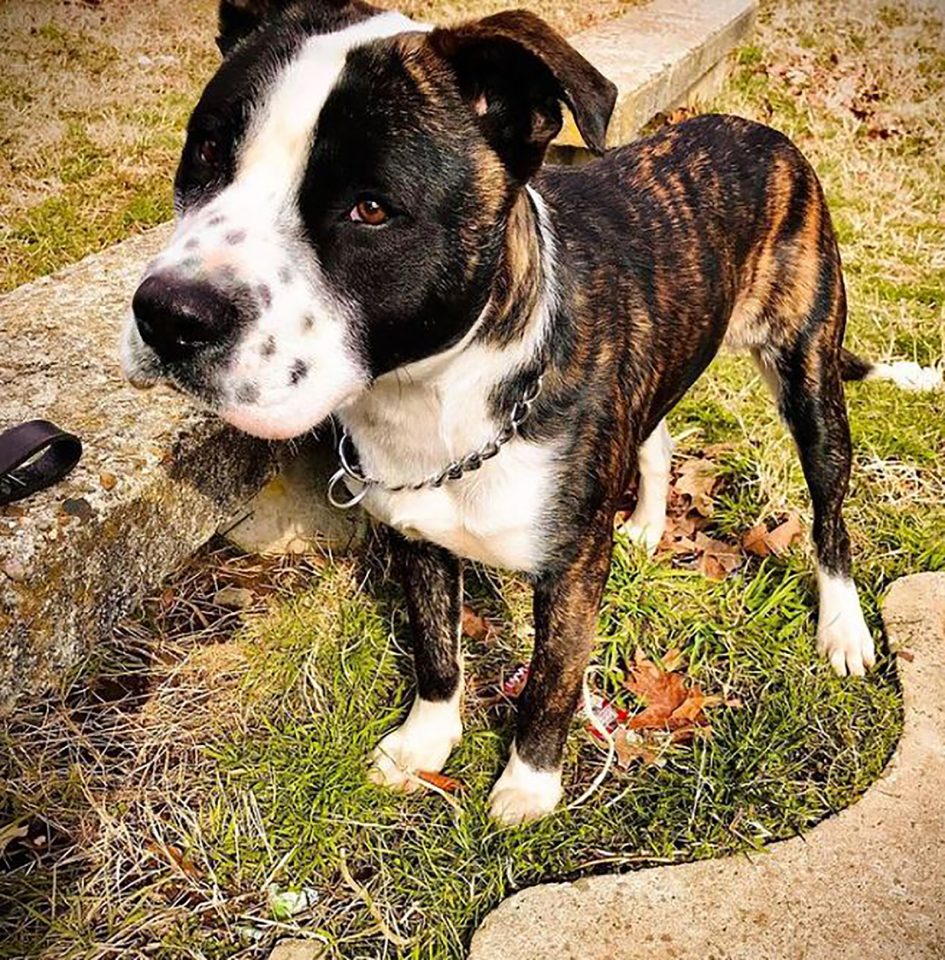 Pitbull Mix With Presa Canario
