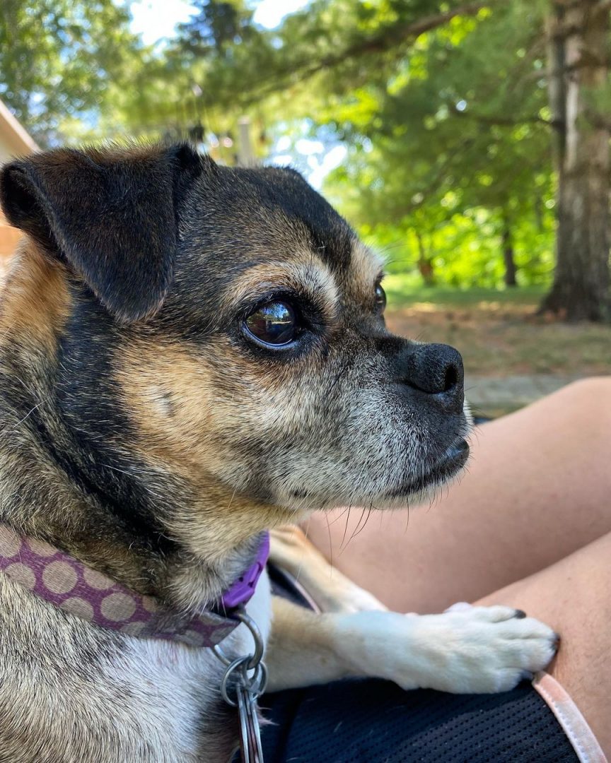 40 Rat Terrier Mixes You Never Thought Were Real