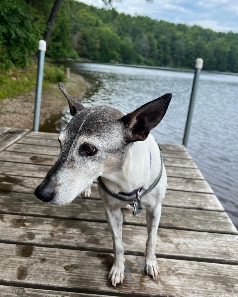 40 Rat Terrier Mixes You Never Thought Were Real