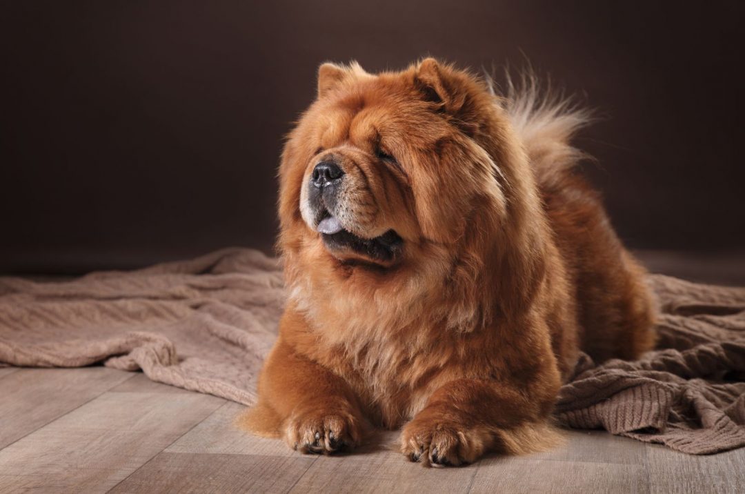 Red Cantonese Bear Dog: Does It Exist Or Is It A Hoax?