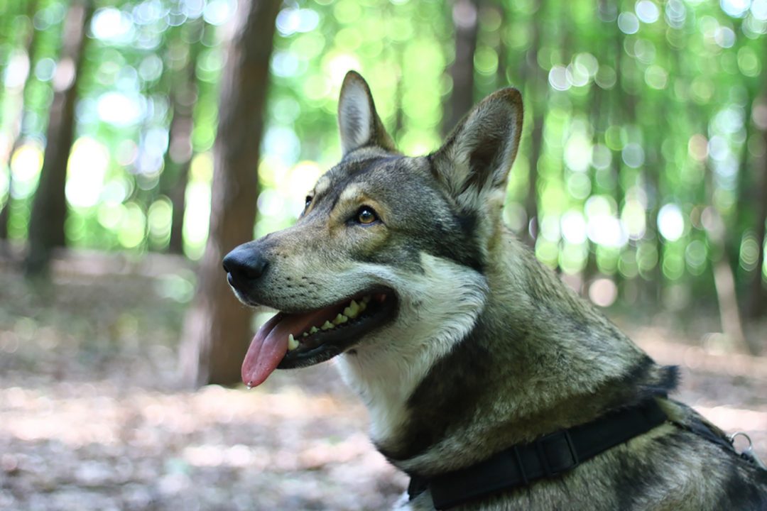 22 Spectacular Dogs That Look Like Huskies