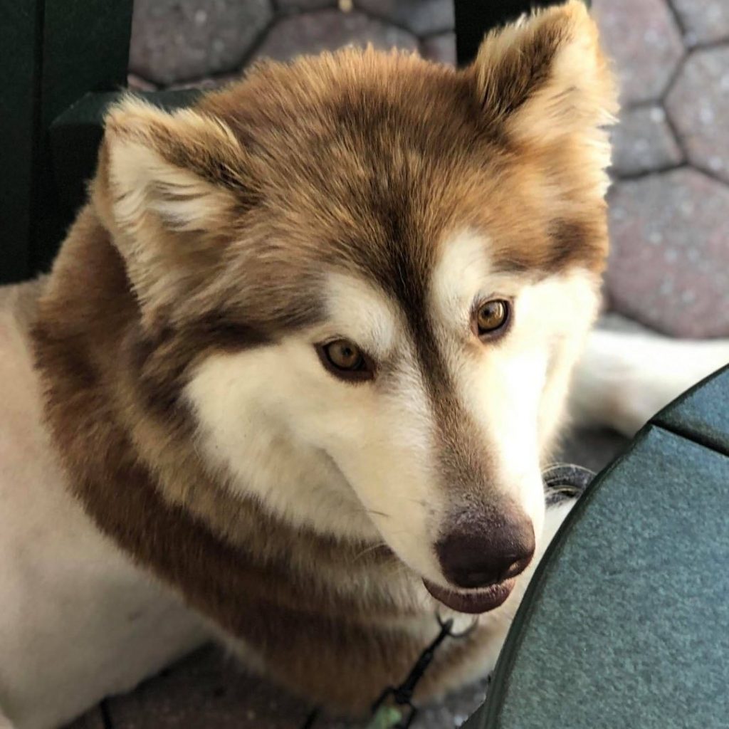 9 Alaskan Malamute Colors That Will Take Your Breath Away