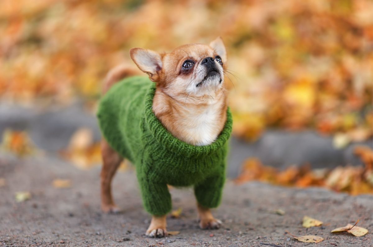 What Causes Crying Chihuahua & How You Can Help Your Dog