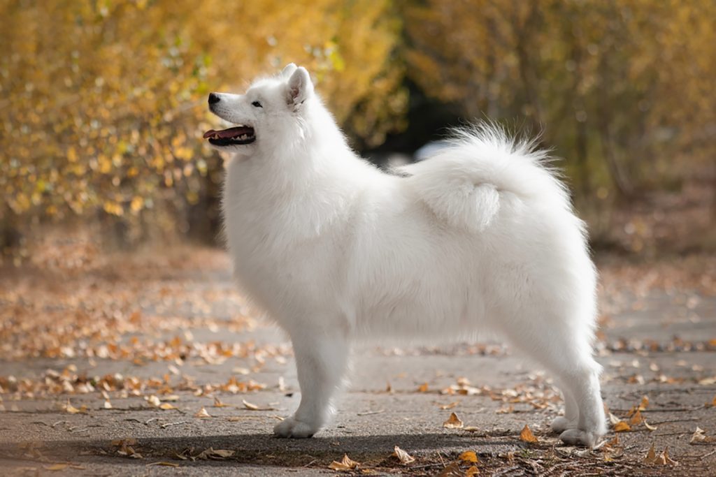 22 Spectacular Dogs That Look Like Huskies