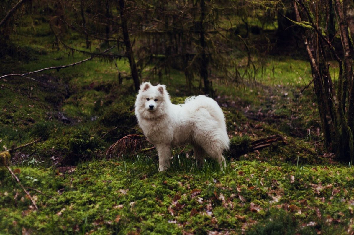 5 Samoyed Breeders In The UK: Best Sammies Of The Kingdom