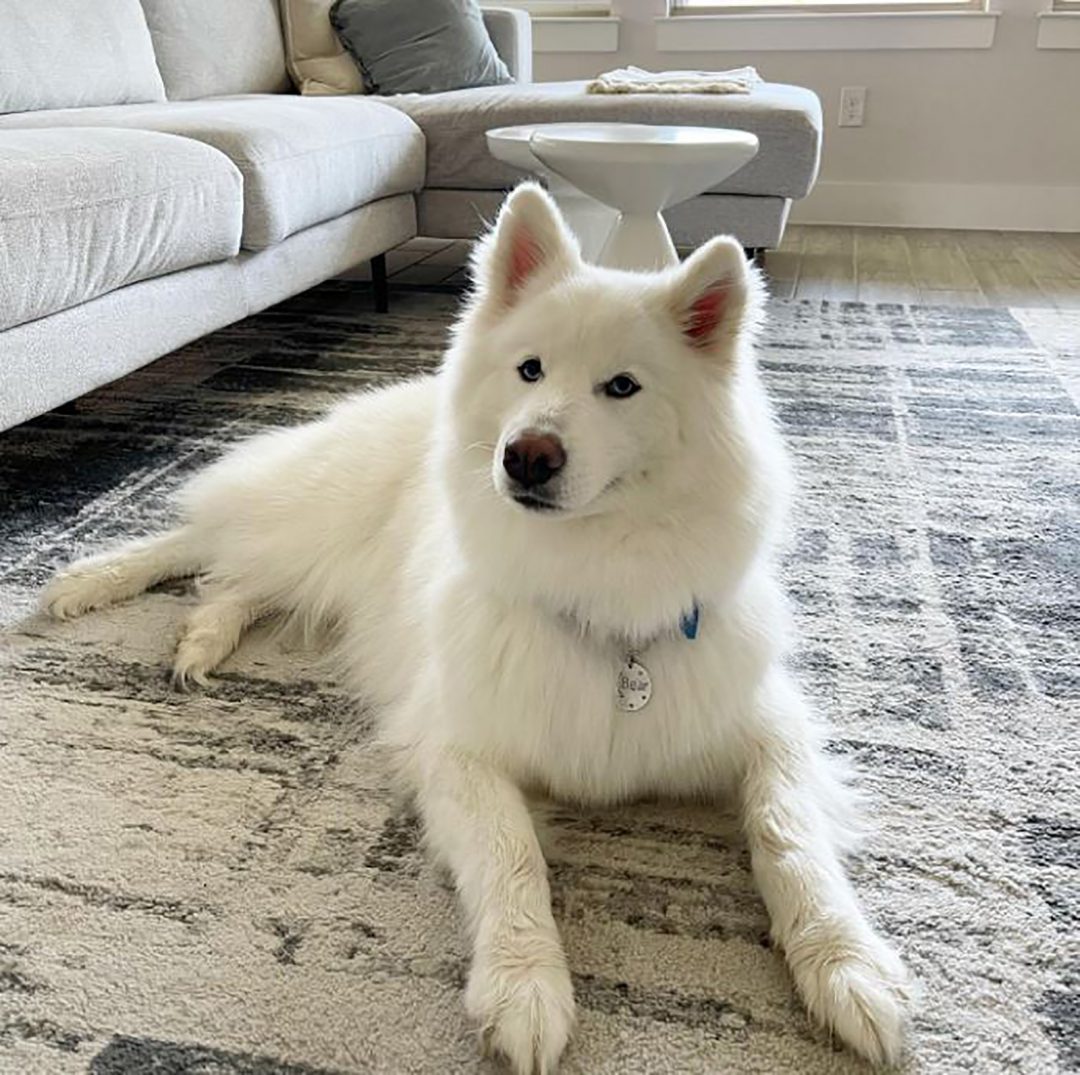 Samoyed Husky Mix: A Hybrid To Fall For