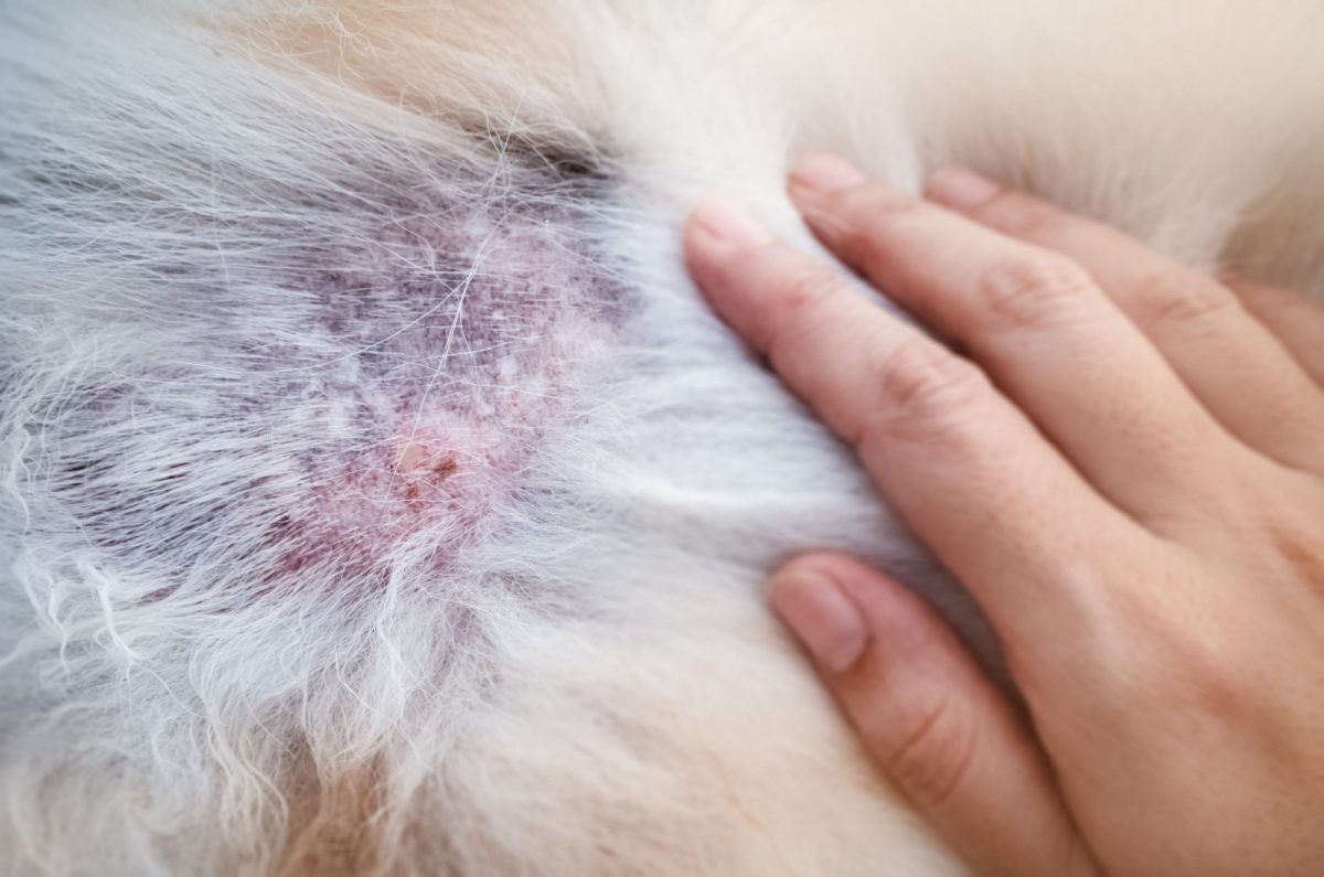 Are Crusty Scabs On Dogs Back Dangerous, And How Can We Help?