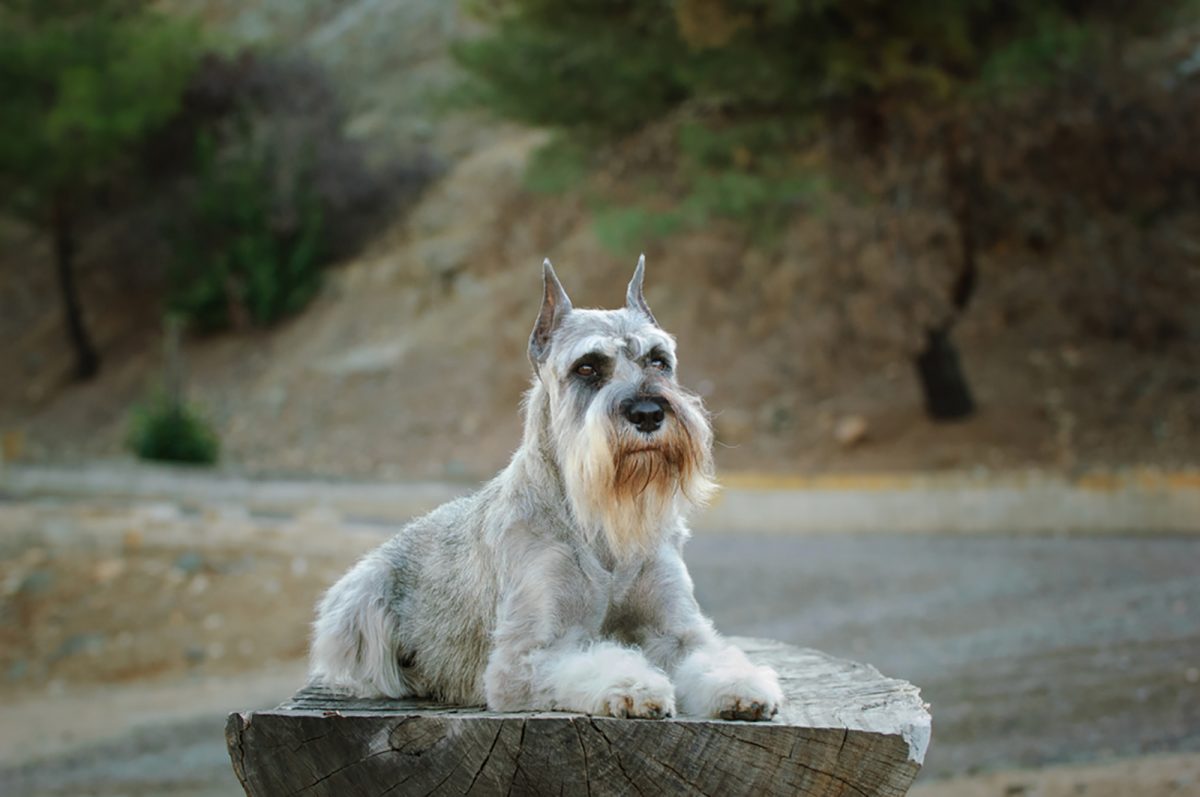 Schnauzer Ear Cropping: 5 Things To Know Before Deciding