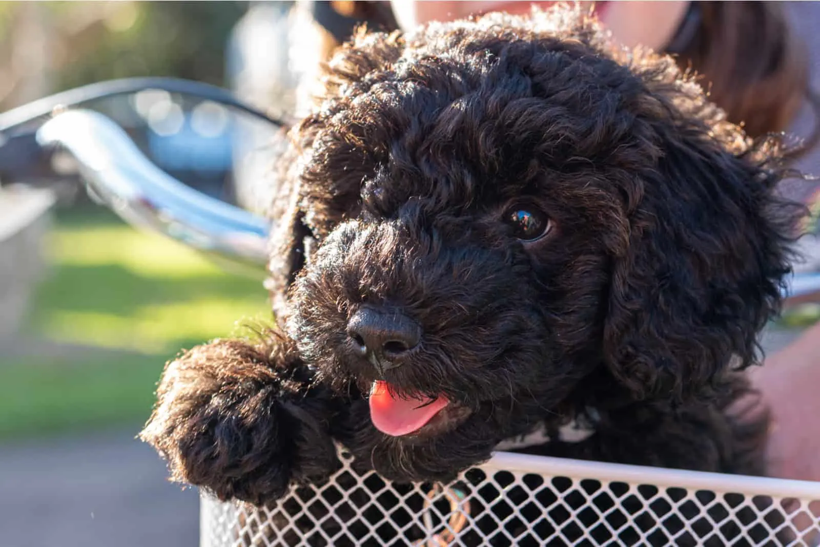Battle For Attention: Miniature Schnoodle vs Toy Schnoodle
