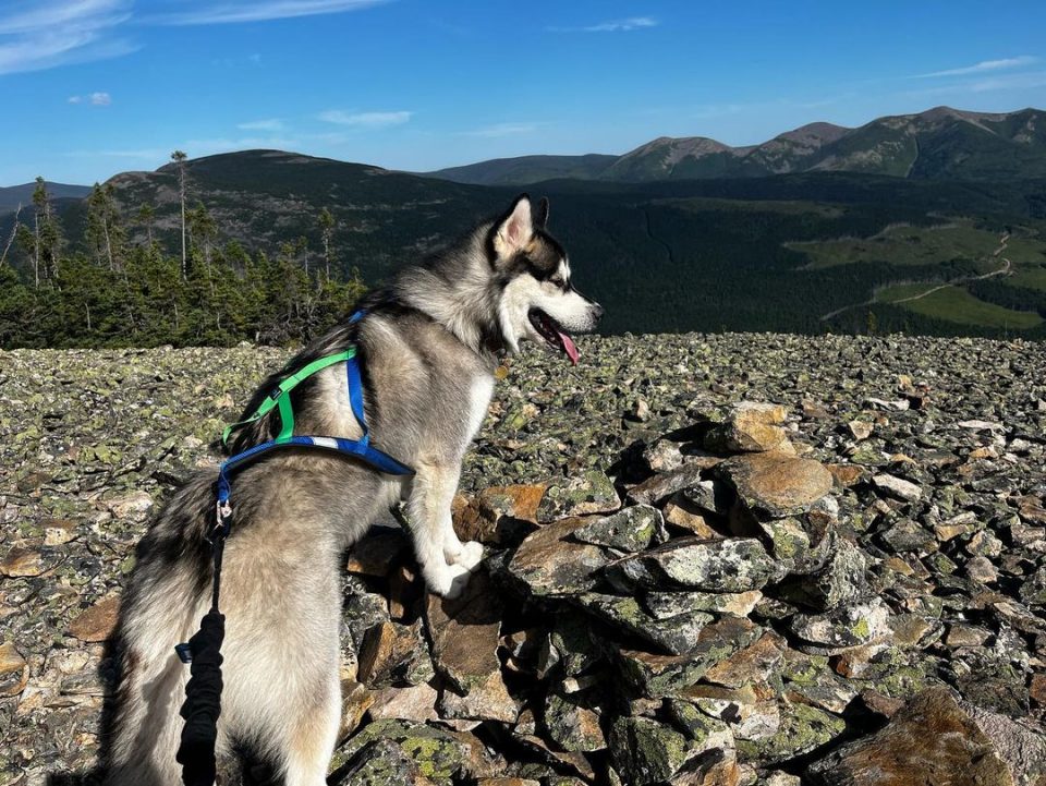 9 Alaskan Malamute Colors That Will Take Your Breath Away