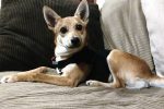 23 Most Interesting Basenji Mixes — It’s Yodel Time