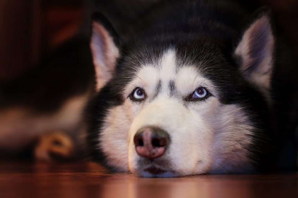 19 Shy Dog Breeds: Meet The Timid Side Of Our Furry Friends