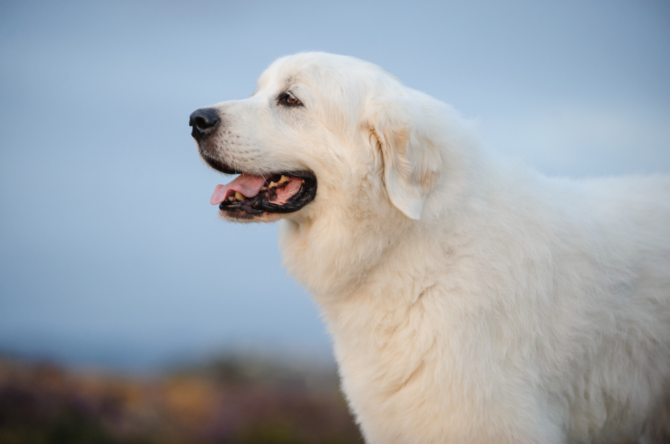 The Only Great Pyrenees Growth Chart You Will Ever Need