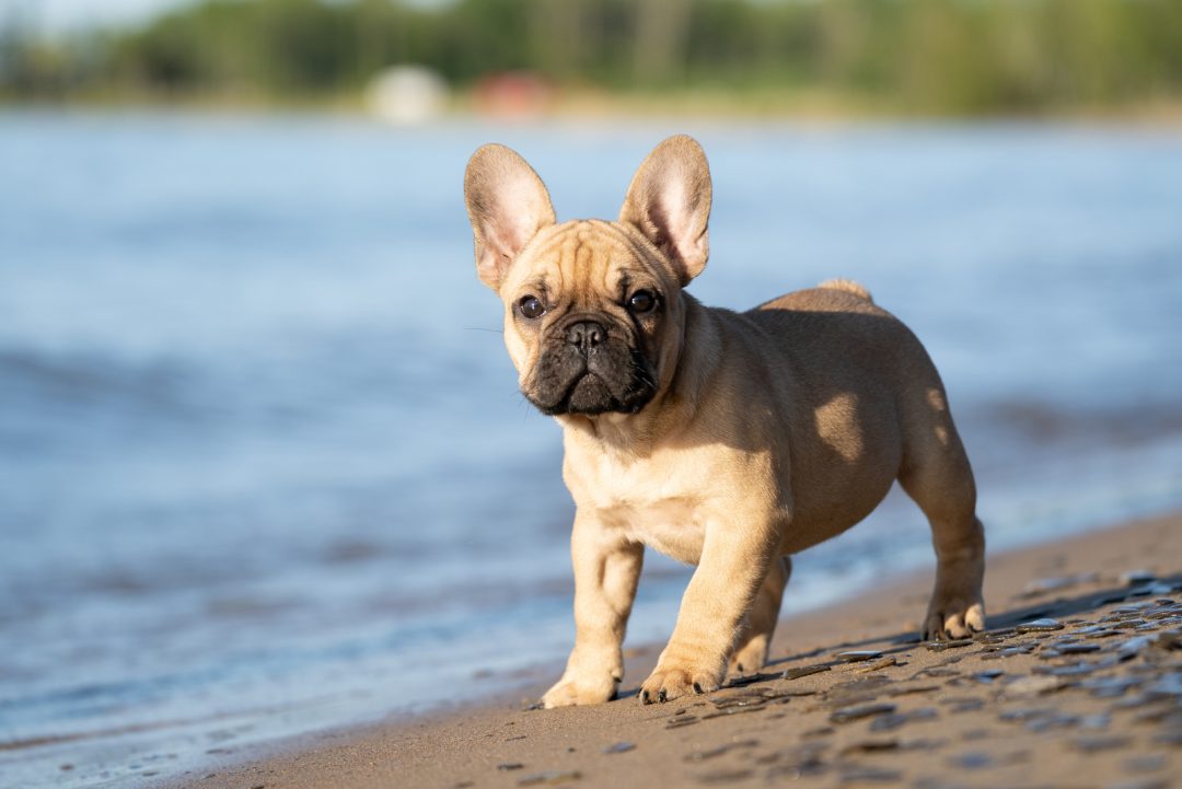 French Bulldog Growth Chart: How Big Can A Frenchie Get?