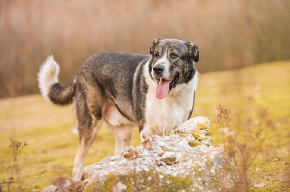 29 Best Mastiff Breeds That Can Be Good Family Pets