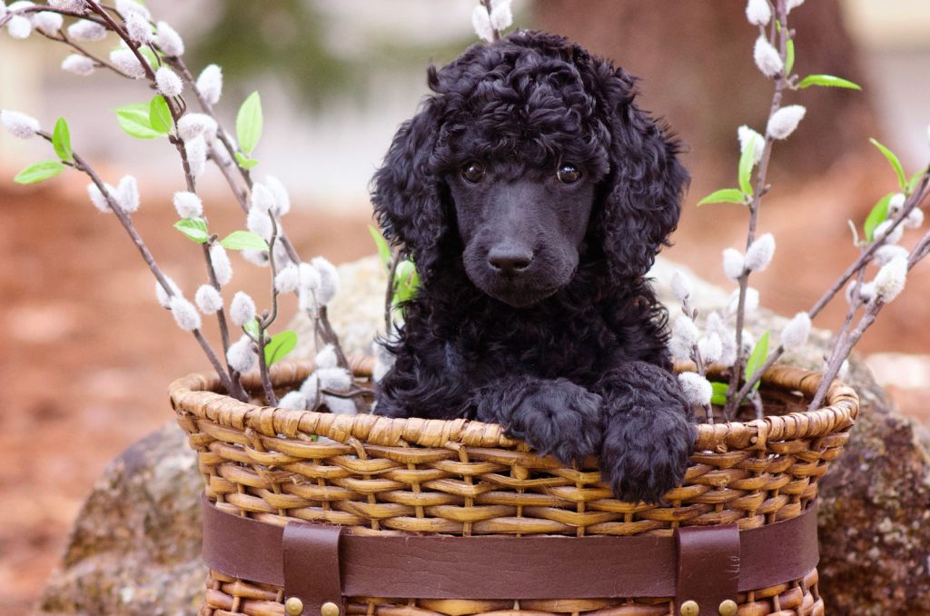 Standard Poodle Growth Chart: Keeping Track Of Poodle Size