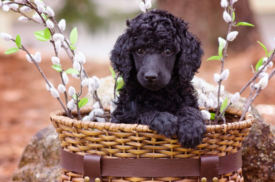 Standard Poodle Growth Chart: Keeping Track Of Poodle Size