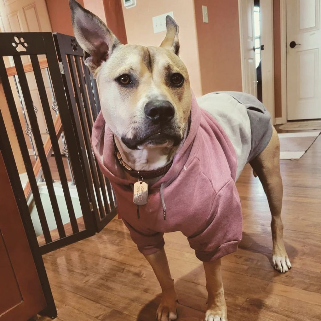 Thai Ridgeback Pitbull Mix: A Breed That You Must Explore