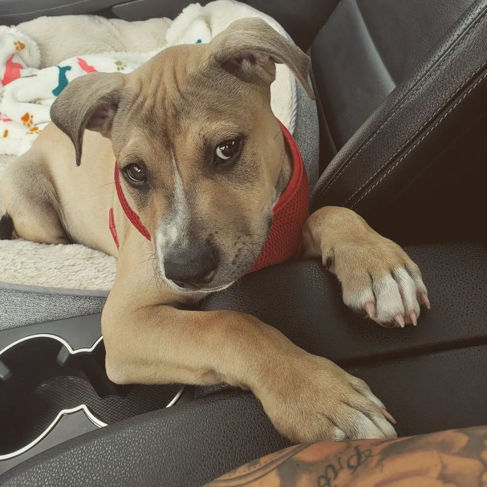 Thai Ridgeback Pitbull Mix: A Breed That You Must Explore