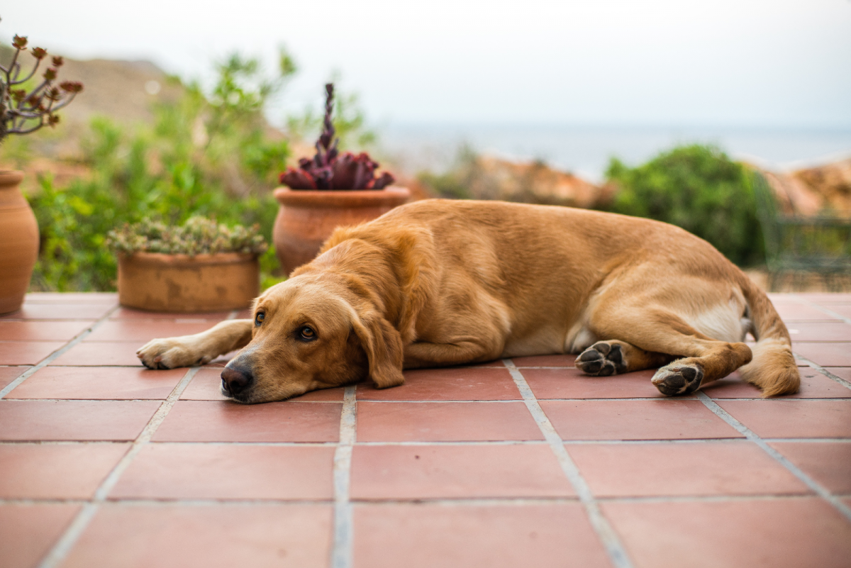Dog Swollen Stomach No Pain, Causes And How To Stay Sane