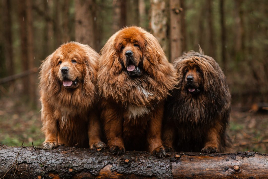 29 Best Mastiff Breeds That Can Be Good Family Pets