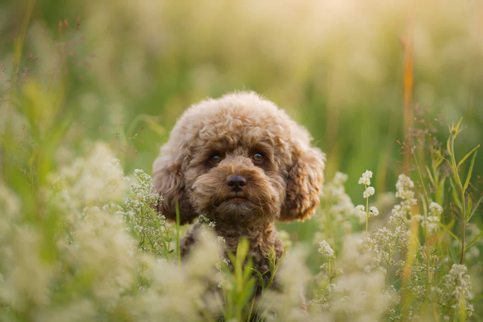 9 Poodle Breeders In Ohio That You Can Trust