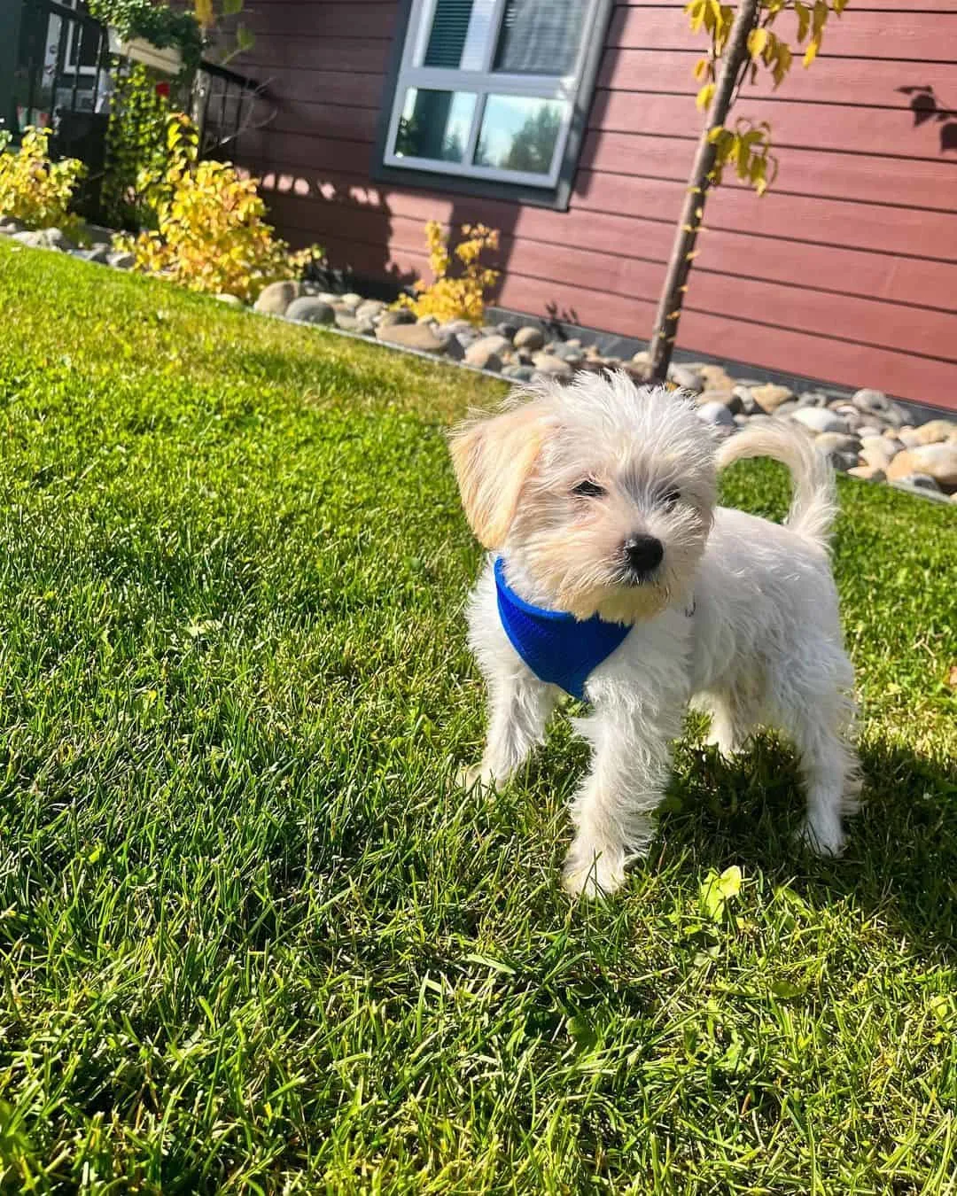 Battle For Attention: Miniature Schnoodle vs Toy Schnoodle