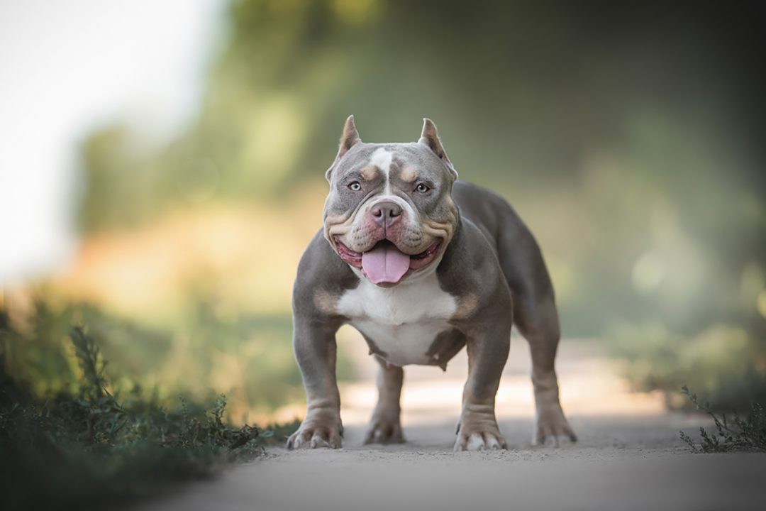 The Tri-Color Bully Looks Great, Truly