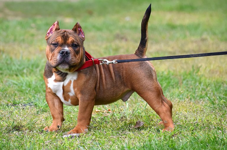 The Tri-Color Bully Looks Great, Truly