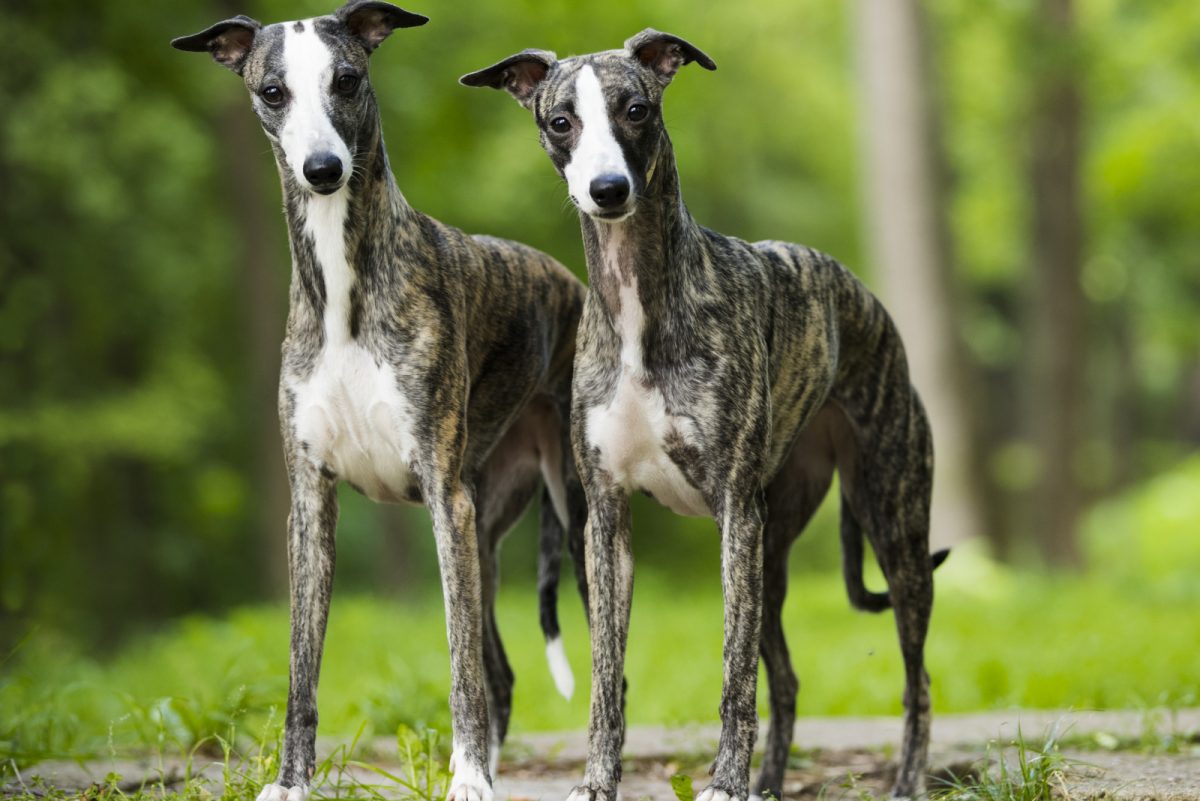 Whippet Growth Chart — Is My Whippet Normal?