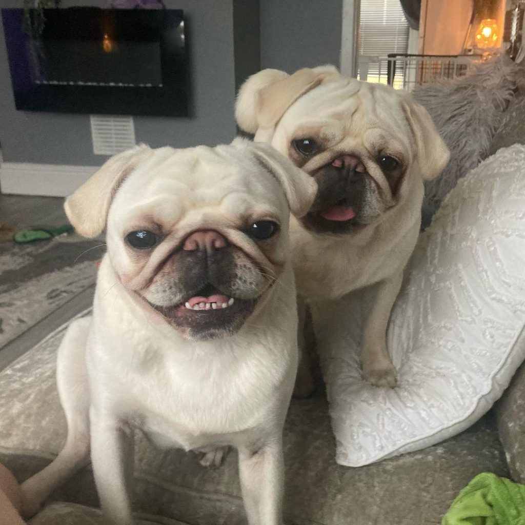What Is A White Pug And Should You Get One Yourself?