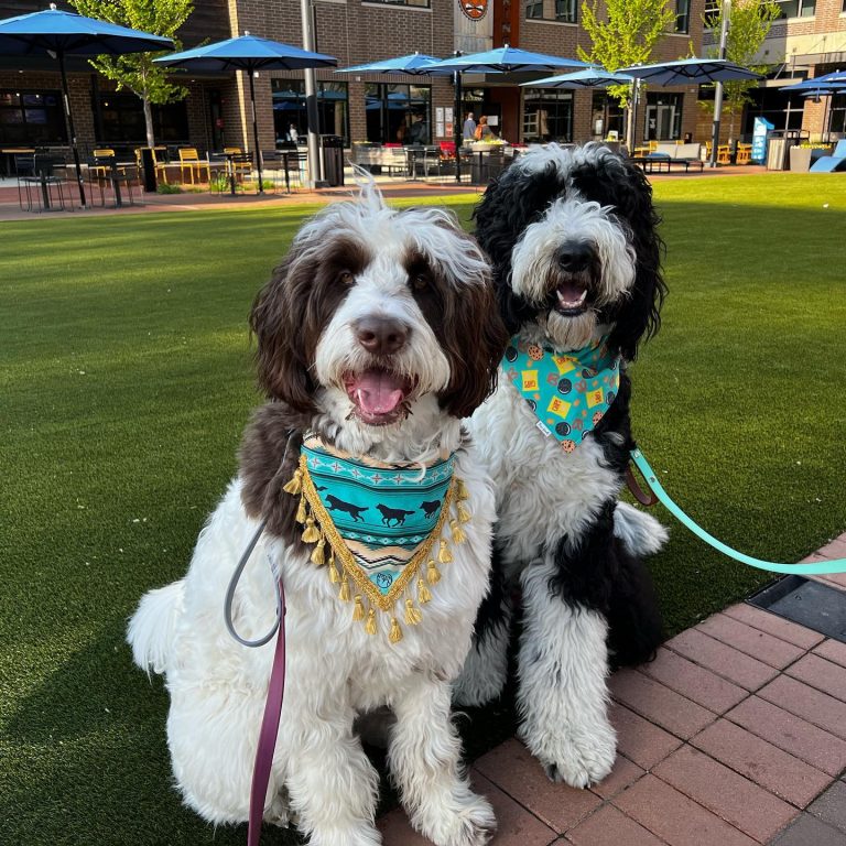 7 Newfypoo Breeders With The Doodliest Doodles
