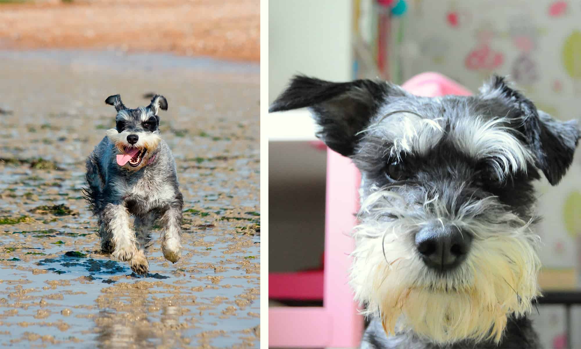 Schnauzer Ear Cropping Can End Up In A Botched Ear Job Or Worse