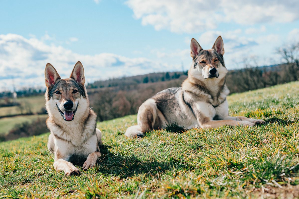 22 Spectacular Dogs That Look Like Huskies