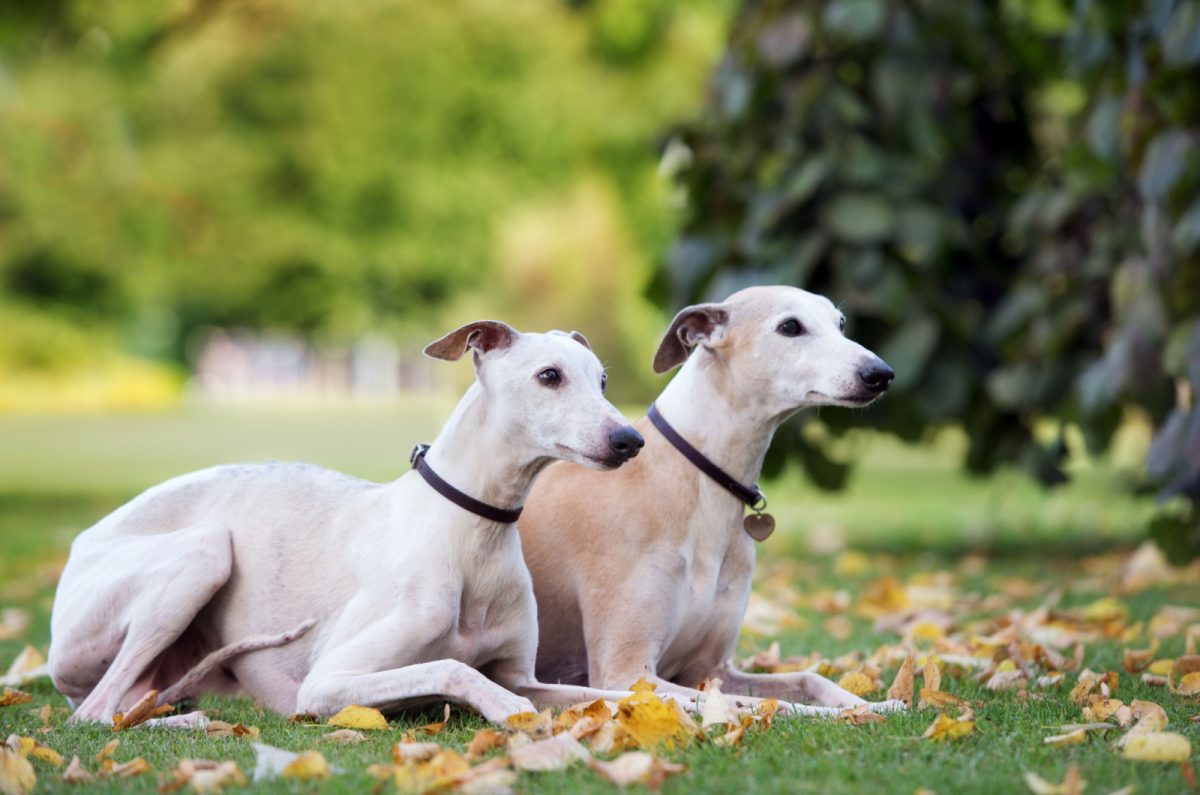 Whippet Growth Chart — Is My Whippet Normal?