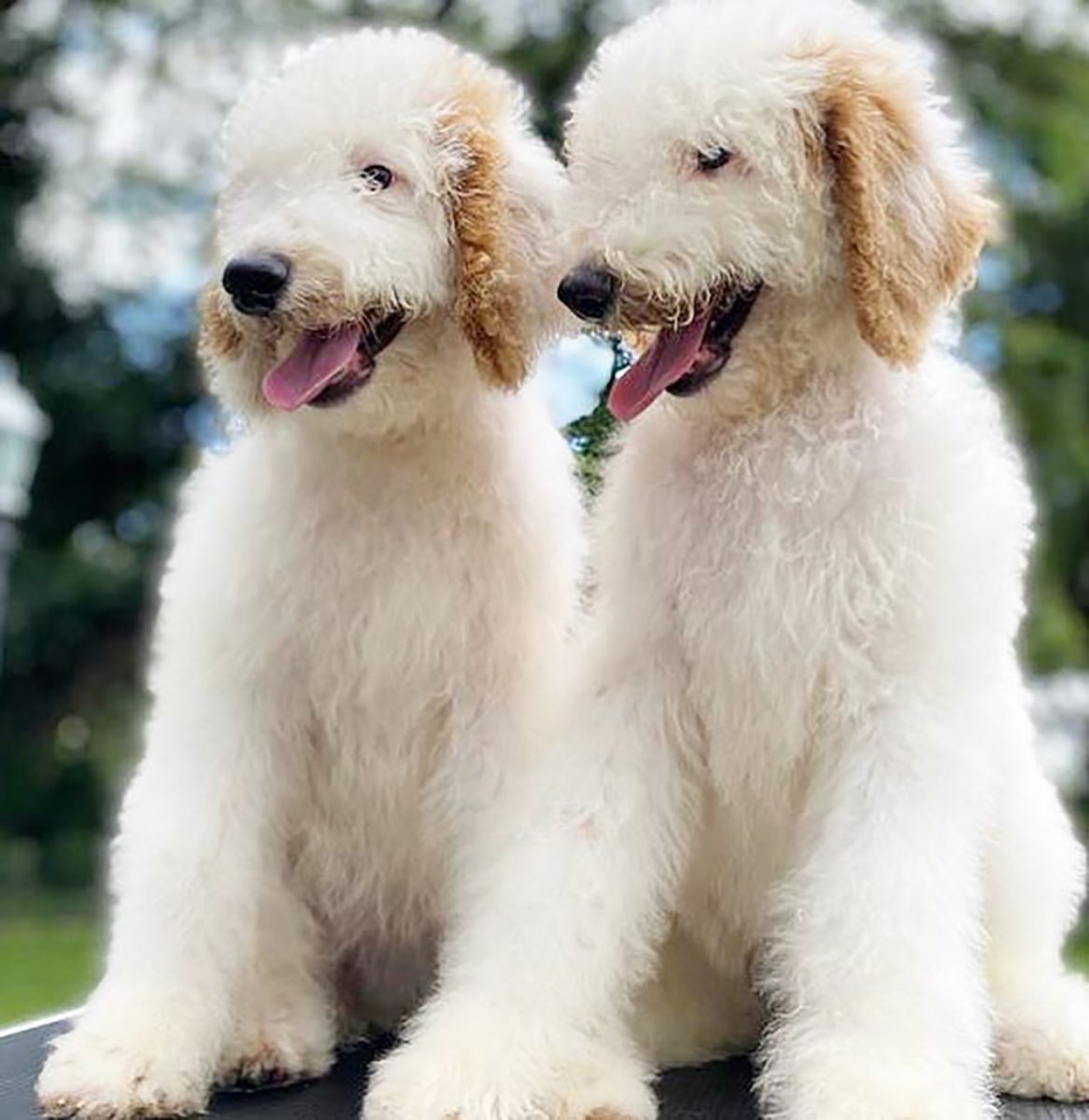 Does The Giant Poodle Qualify As A Breed?
