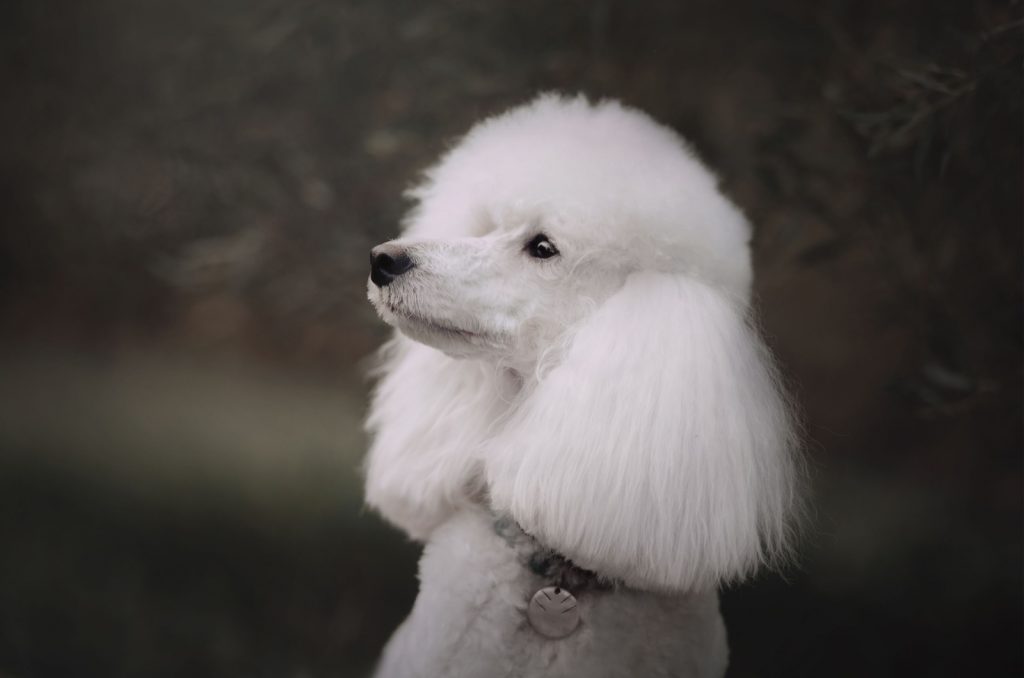 7 Best Moyen Poodle Breeders In America