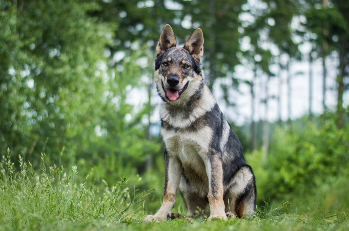 9 Best Wolfdog Breeders In The U.S. 9 Best Wolfdog Breeders In The U.S.