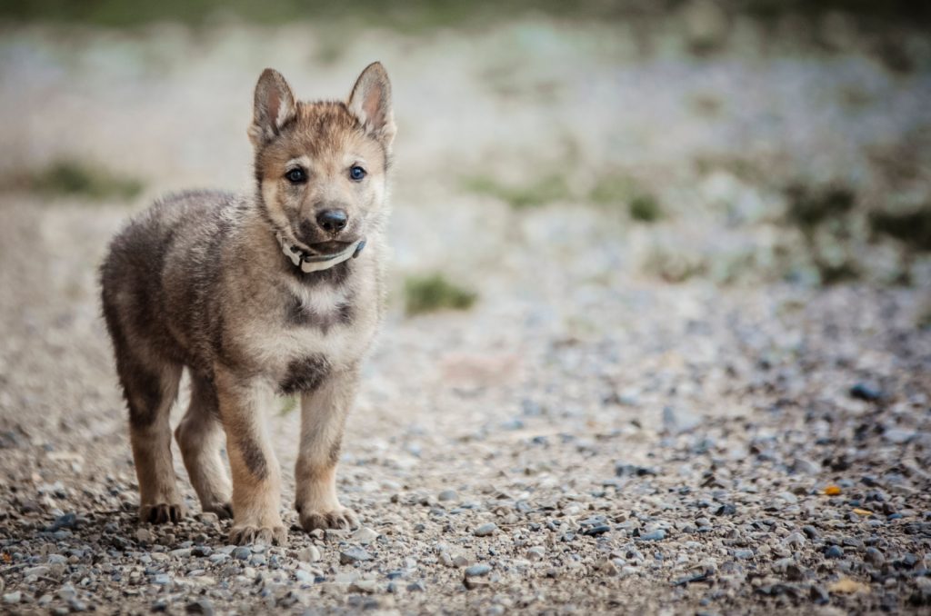9 Best Wolfdog Breeders In The U.S. 9 Best Wolfdog Breeders In The U.S.