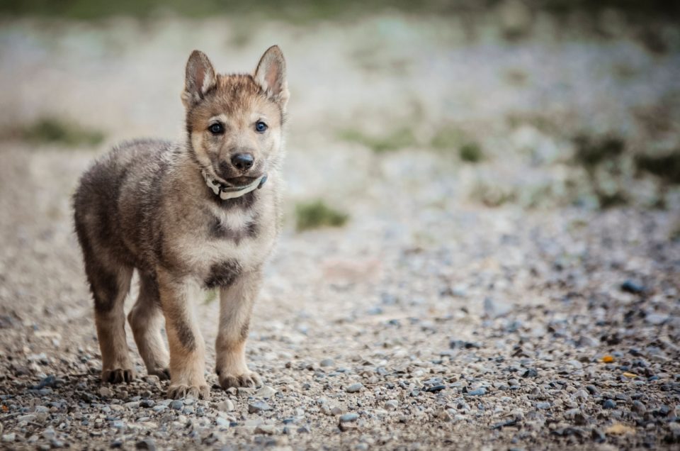 9 Best Wolfdog Breeders In The U.S.