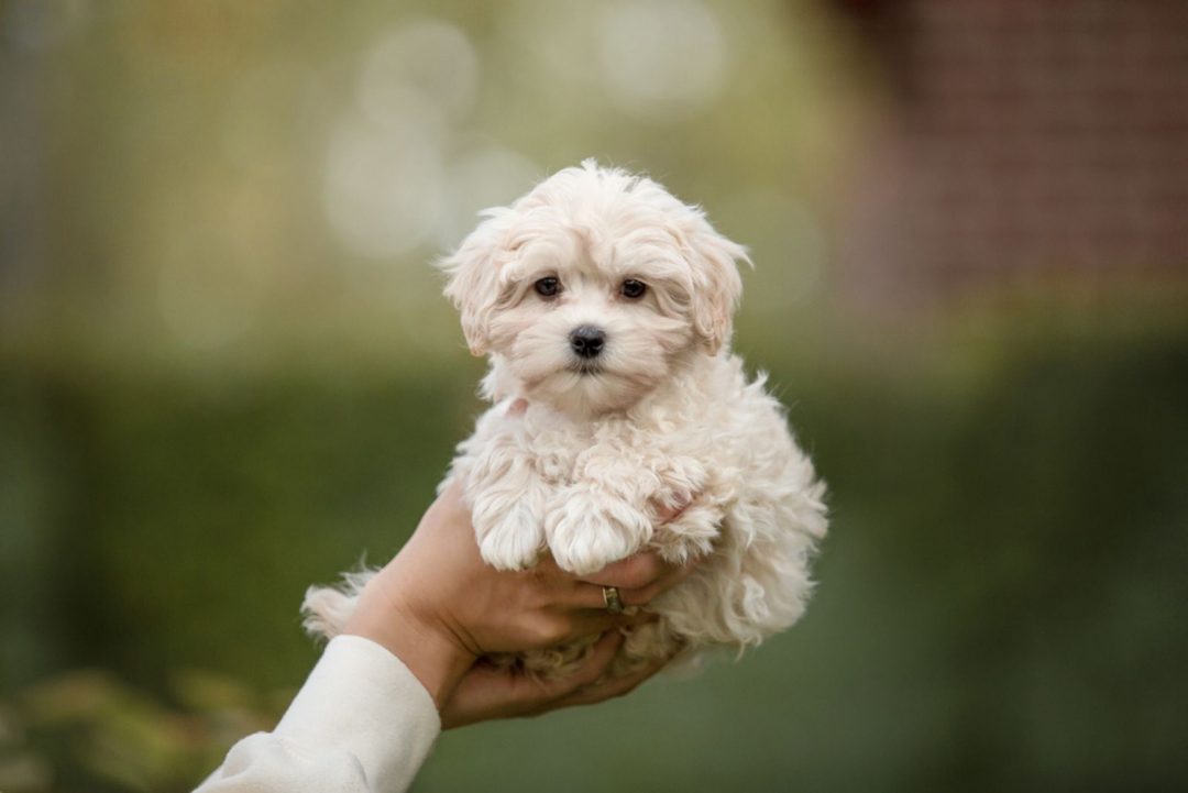 8 Best Maltipoo Breeders In Ontario
